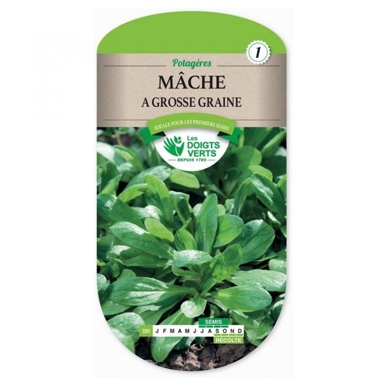 Graines - Mache à grosse graine - 4 gr - Les Doigts Verts - Estragon