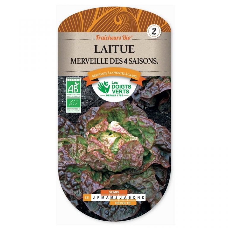 Graines - Laitue merveille des 4 saisons bio - 3 gr - Les Doigts Verts ...
