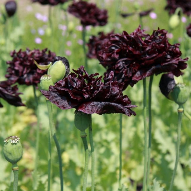 Graines - Pavot Black Peony bio - 1500 graines - Ferme de Sainte Marthe ...