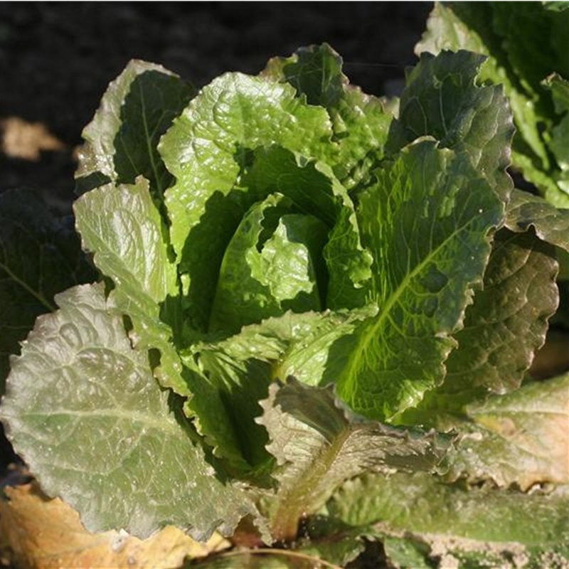 -Semences - Laitue Romaine d'hiver de Sainte Marthe bio - 500 graines ...