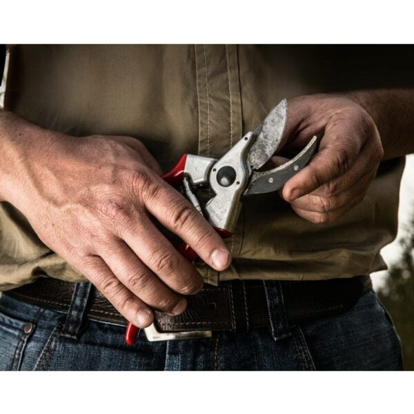 Sécateur pro - Felco 2 - Estragon.be