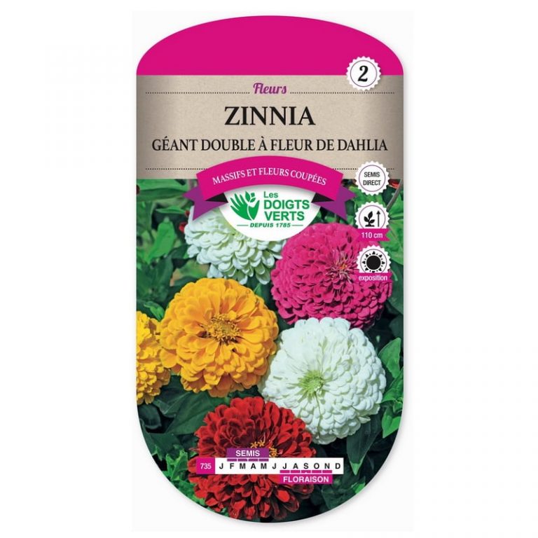 Graines - Zinnia Double Géant à Fleur de Dahlia - 2 gr - Les Doigts ...