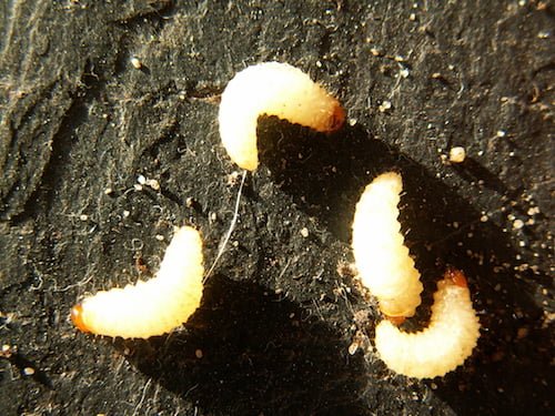 Comment protéger son jardin grâce aux insectes auxiliaires ? - Estragon.be