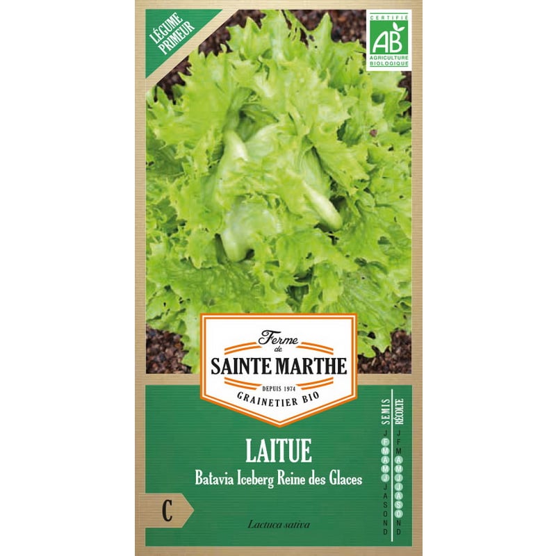 Semences - Laitue Batavia Iceberg Reine Des Glaces bio - 500 graines ...