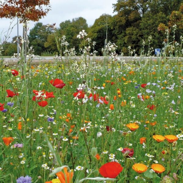 Graines - Prairie Fleurie - Spécifiques - Talus 30 m² - Nova-Flore ...