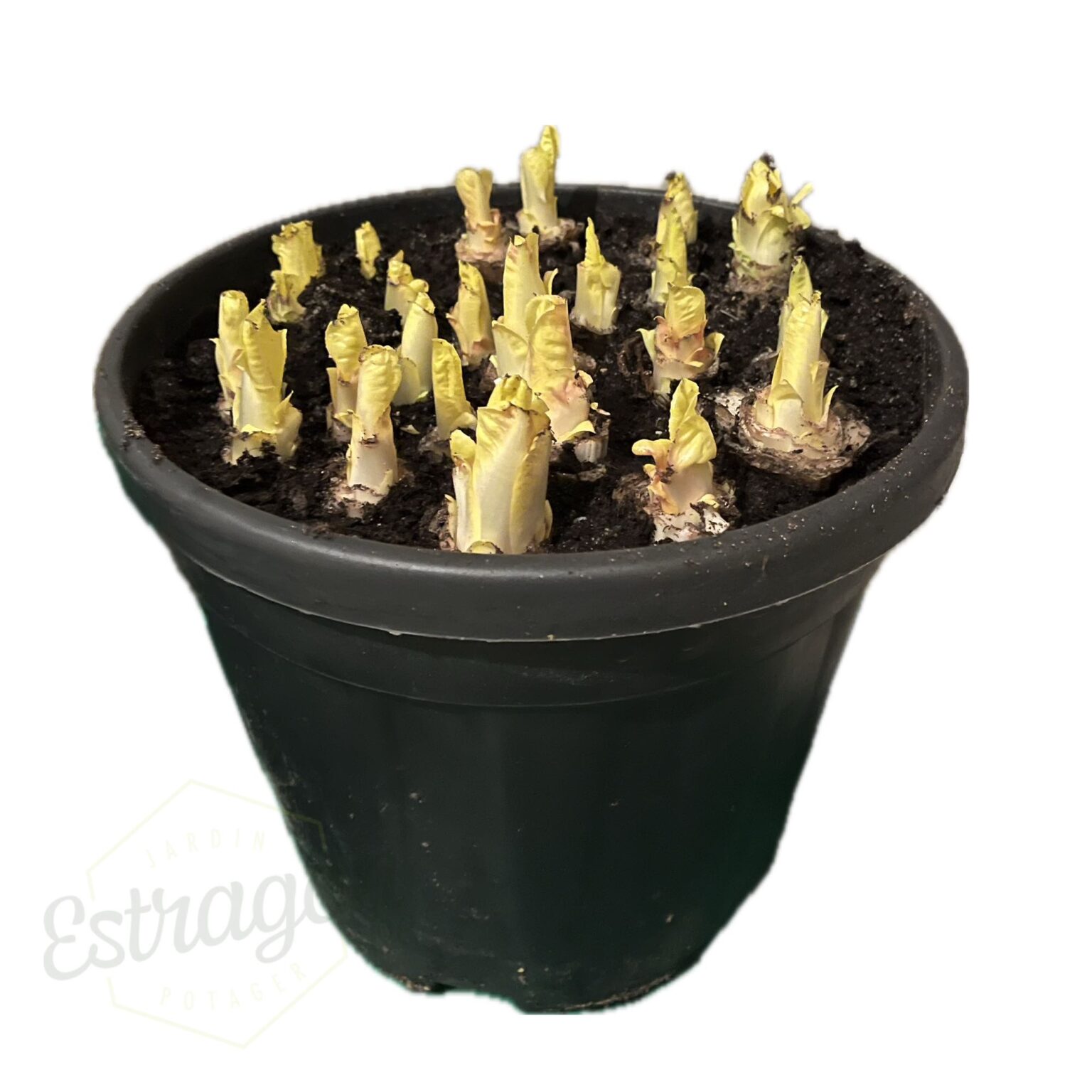 Racines de chicons-endives à cultiver - Sac de 50 racines - Estragon.be
